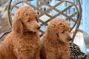 Uszkár: a legsokoldalúbb úrikutya - Petguru
