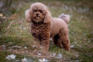 Uszkár: a legsokoldalúbb úrikutya - Petguru
