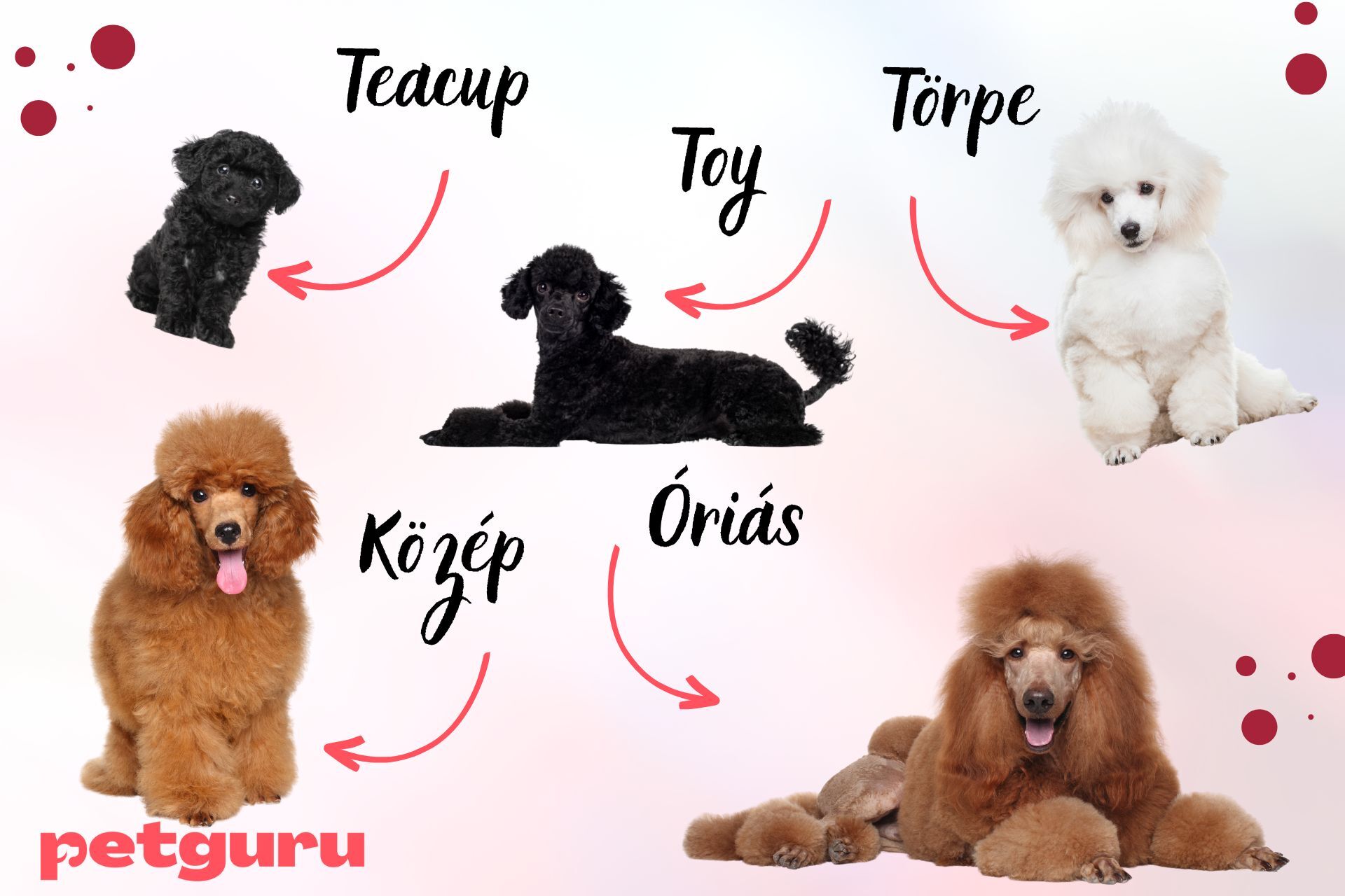 Uszkár: a legsokoldalúbb úrikutya - Petguru